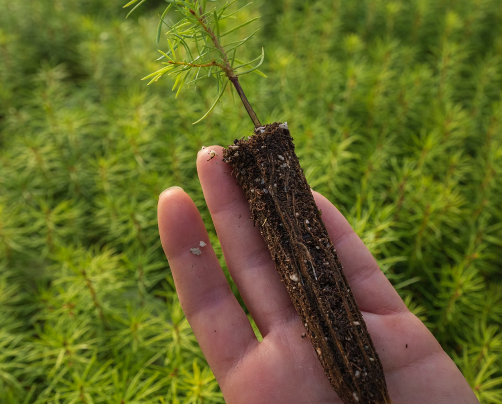 Is it true that a tree seed shortage is jeopardizing reforestation ...